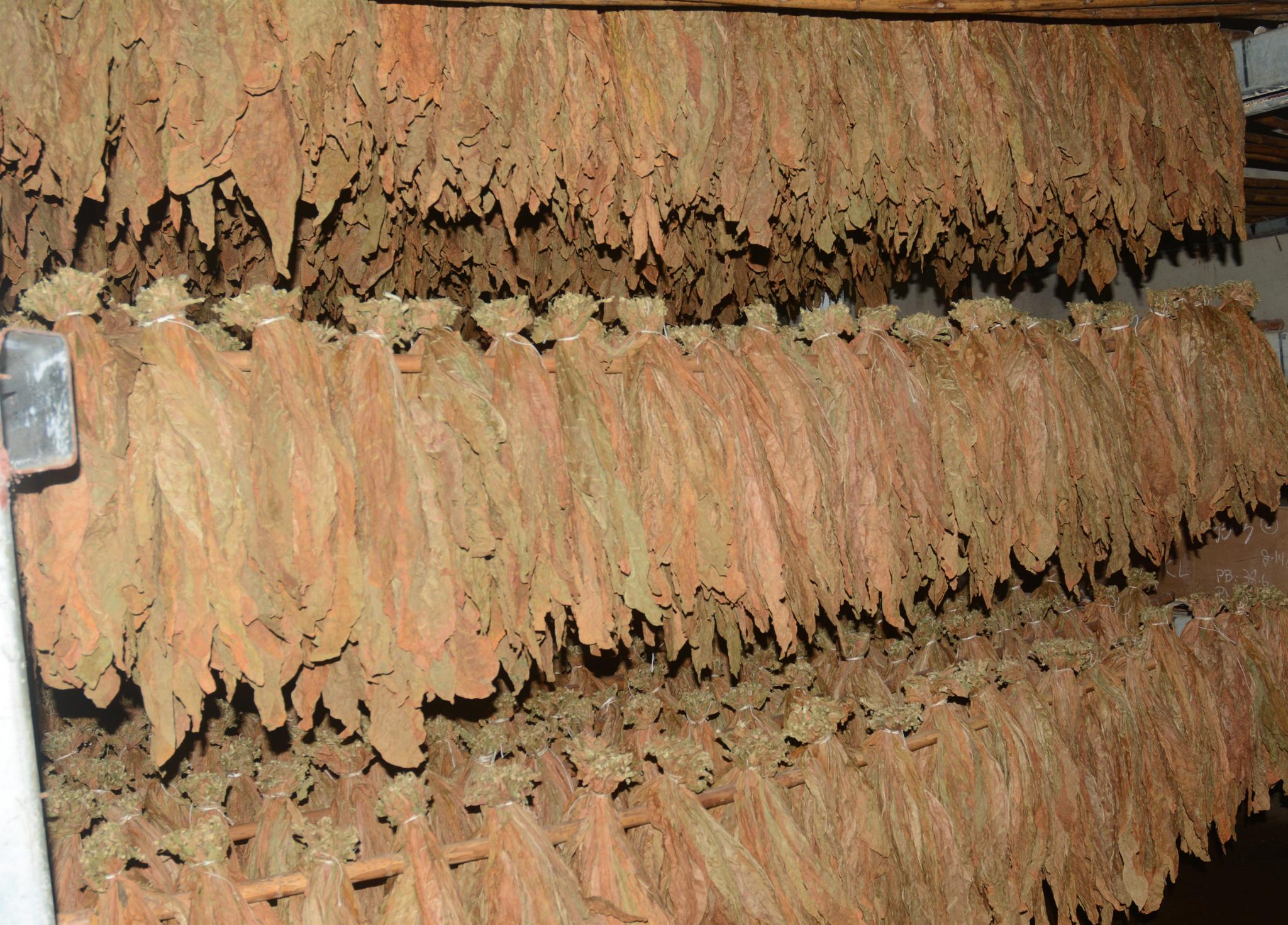 El tabaco tapado se divide en clases y colores (+ fotos) – Escambray