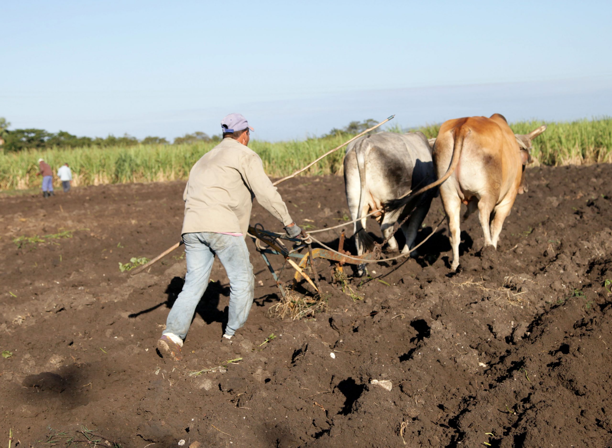 Campesinos, la fuerza imprescindible (+galería) – Escambray