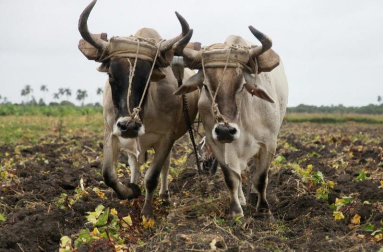 Agricultores espirituanos recuperan la tracción animal – Escambray